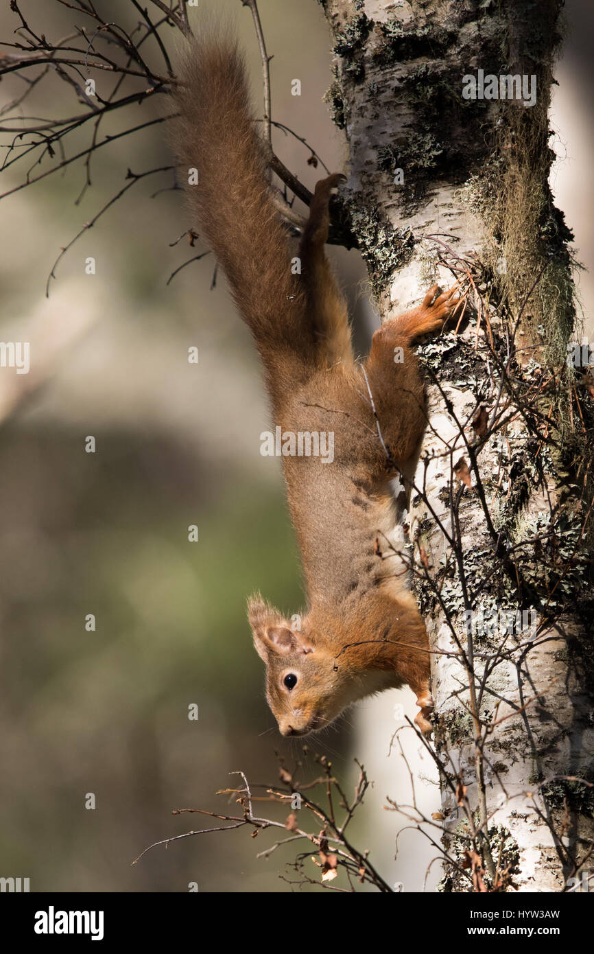 Ear Tufts High Resolution Stock Photography and Images - Alamy