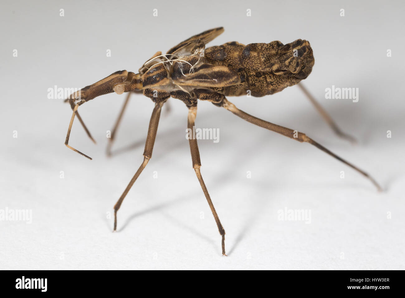 Reduvid hi-res stock photography and images - Alamy