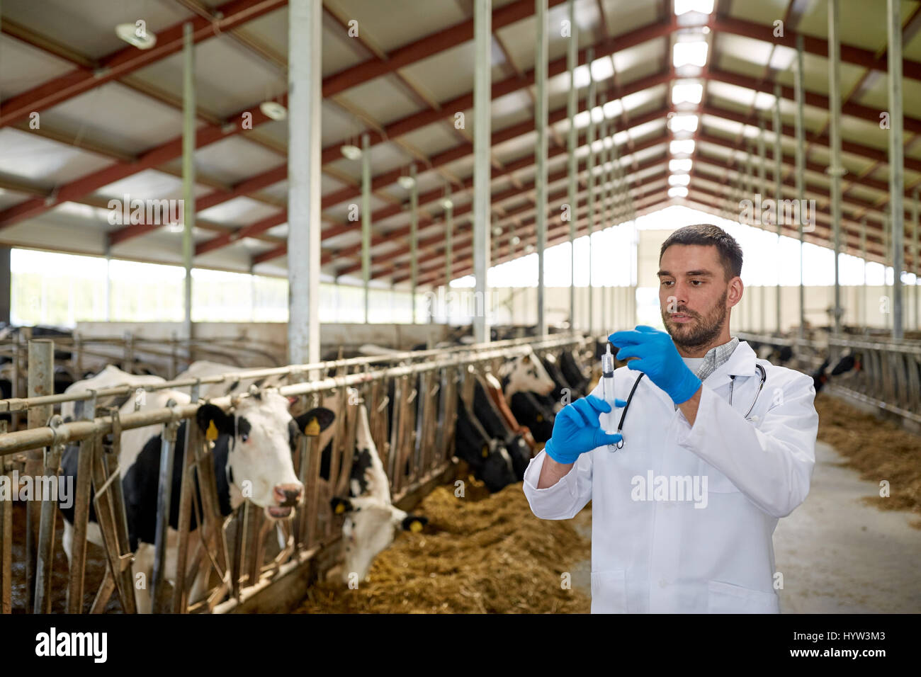 Vaccine injection cattle hi-res stock photography and images - Alamy