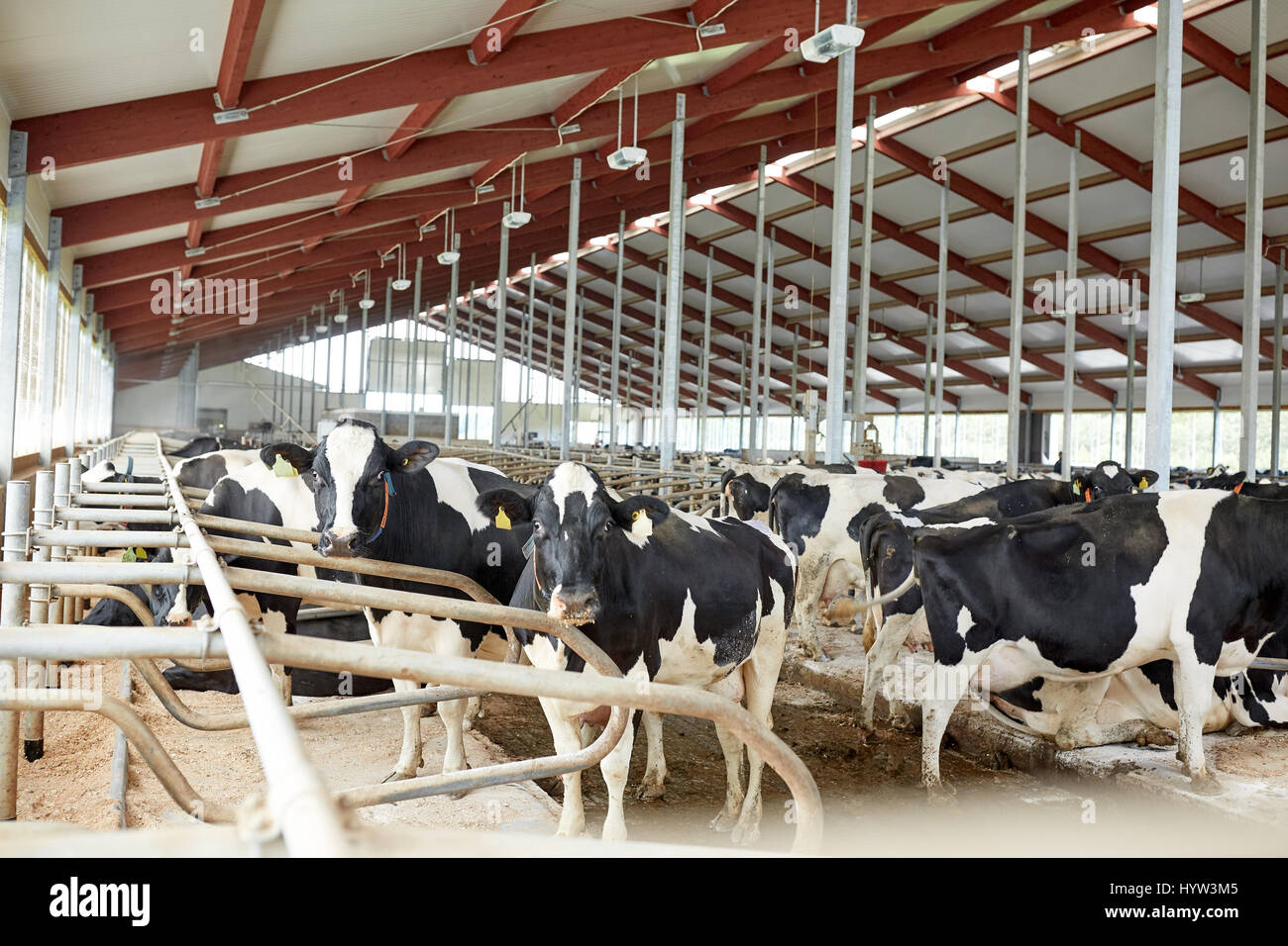 herd of cows in cowshed stable on dairy farm Stock Photo - Alamy
