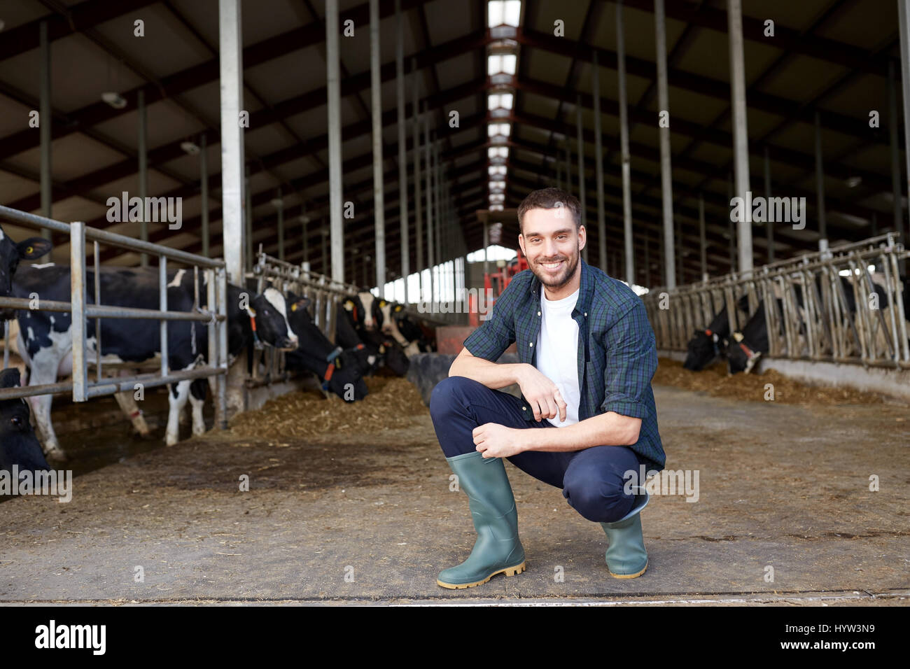 man or farmer with cows in cowshed on dairy farm Stock Photo - Alamy