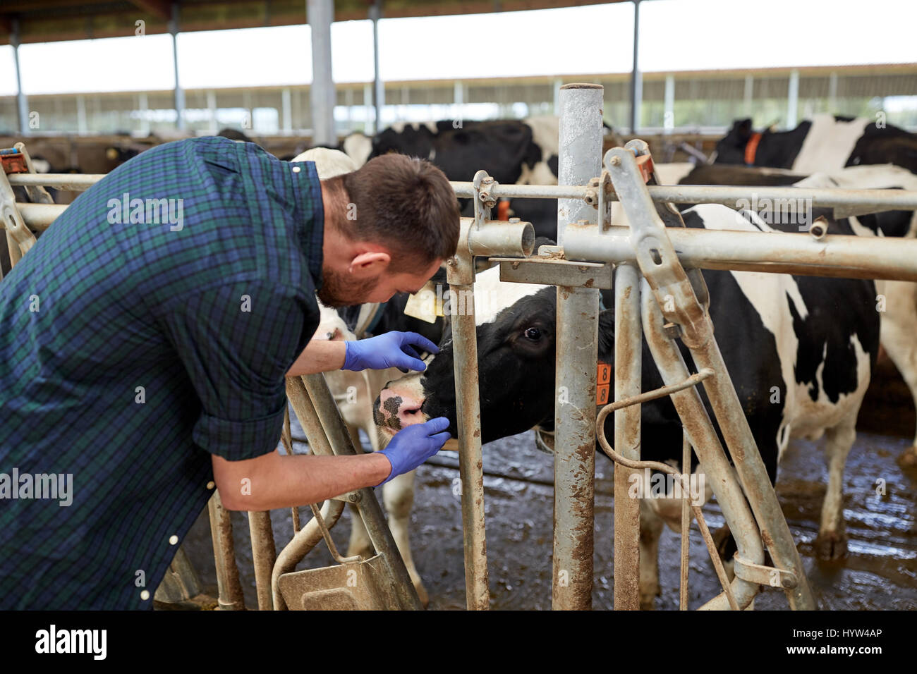 Cow agriculture farming hi-res stock photography and images - Alamy