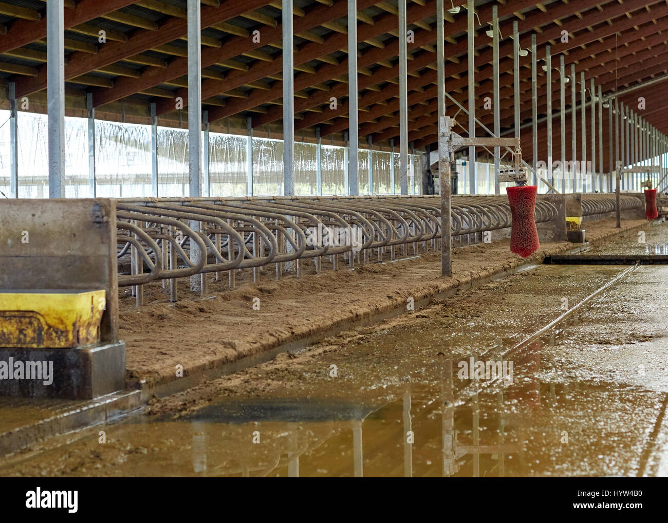 cowshed stable on dairy farm Stock Photo - Alamy