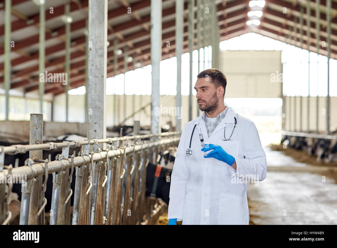 Vet injection cow hi-res stock photography and images - Alamy