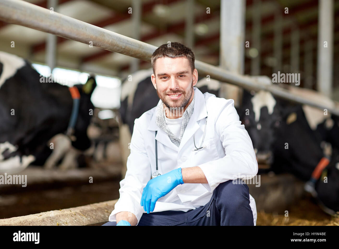 veterinarian and cows in cowshed on dairy farm Stock Photo - Alamy