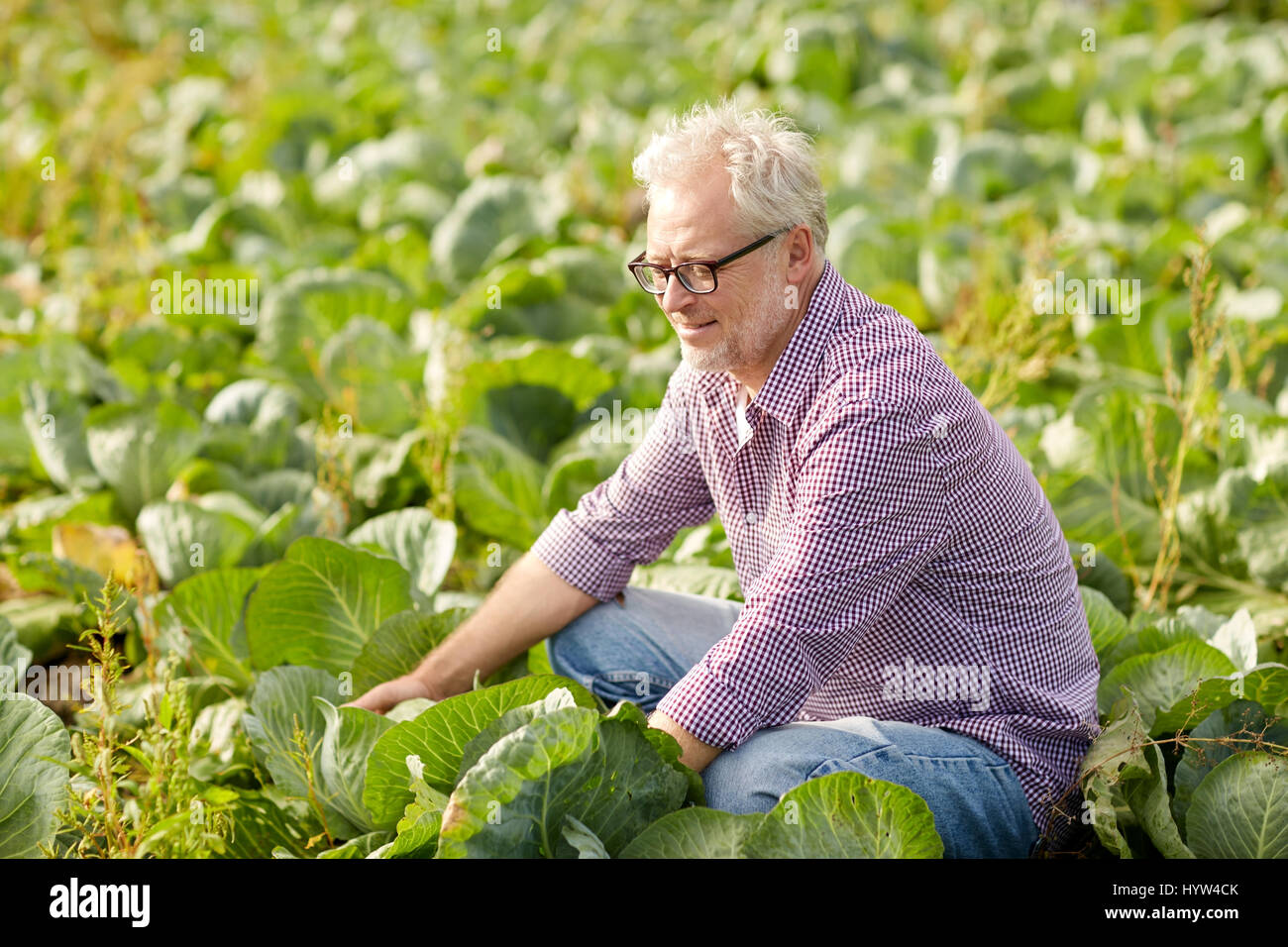 Man cabbage hi-res stock photography and images - Alamy