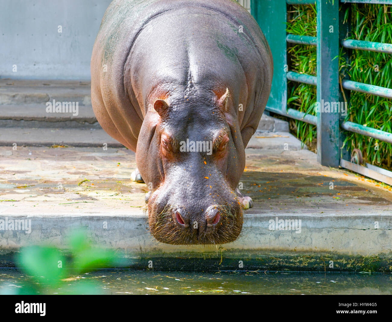 Portrait of a hippo Stock Photo - Alamy
