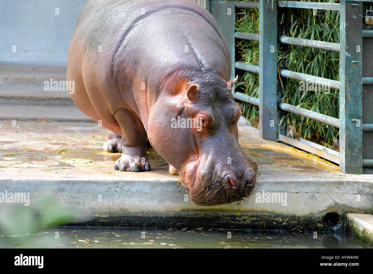 Portrait of a hippo Stock Photo - Alamy
