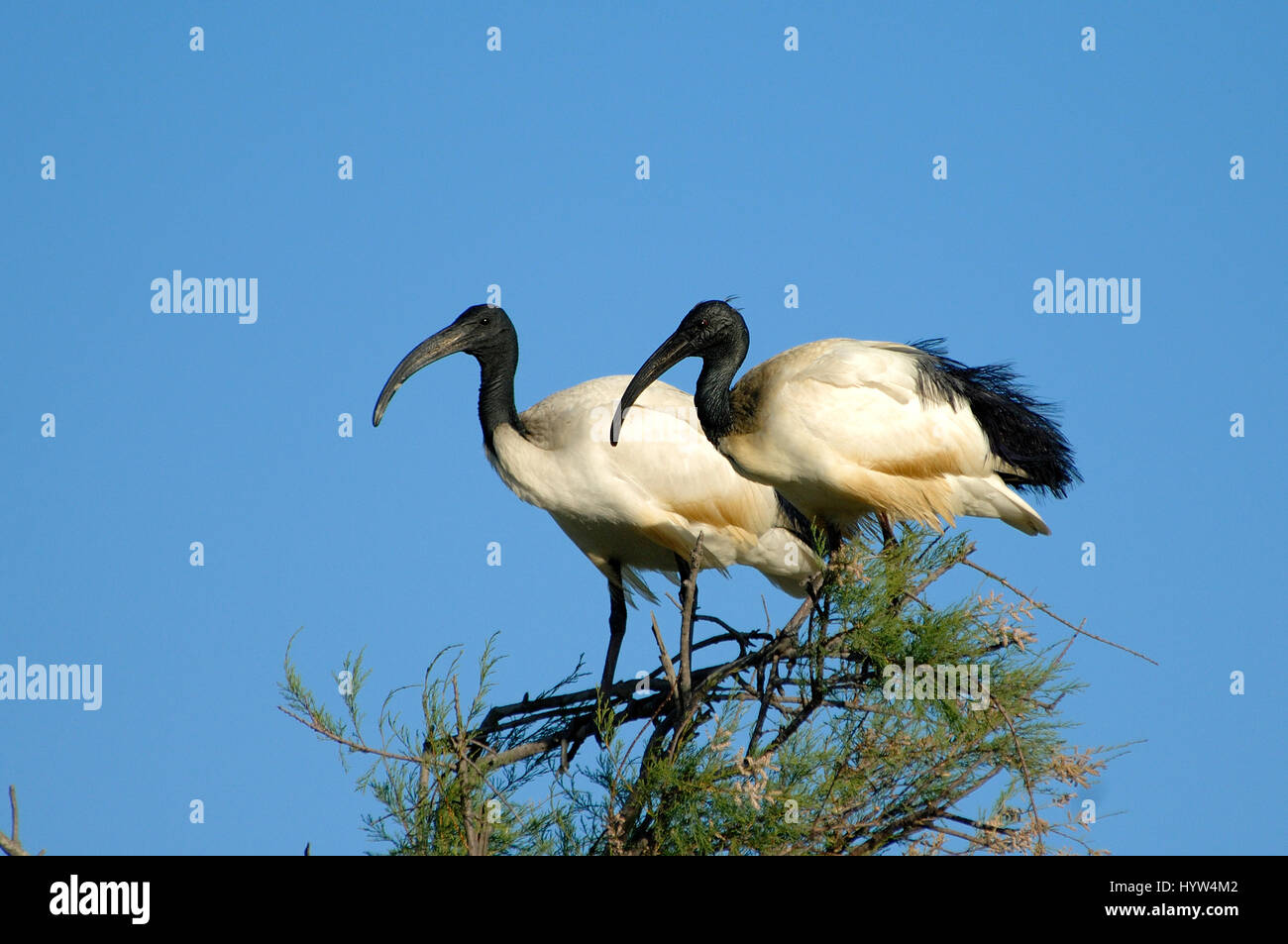Ibises hi-res stock photography and images - Alamy