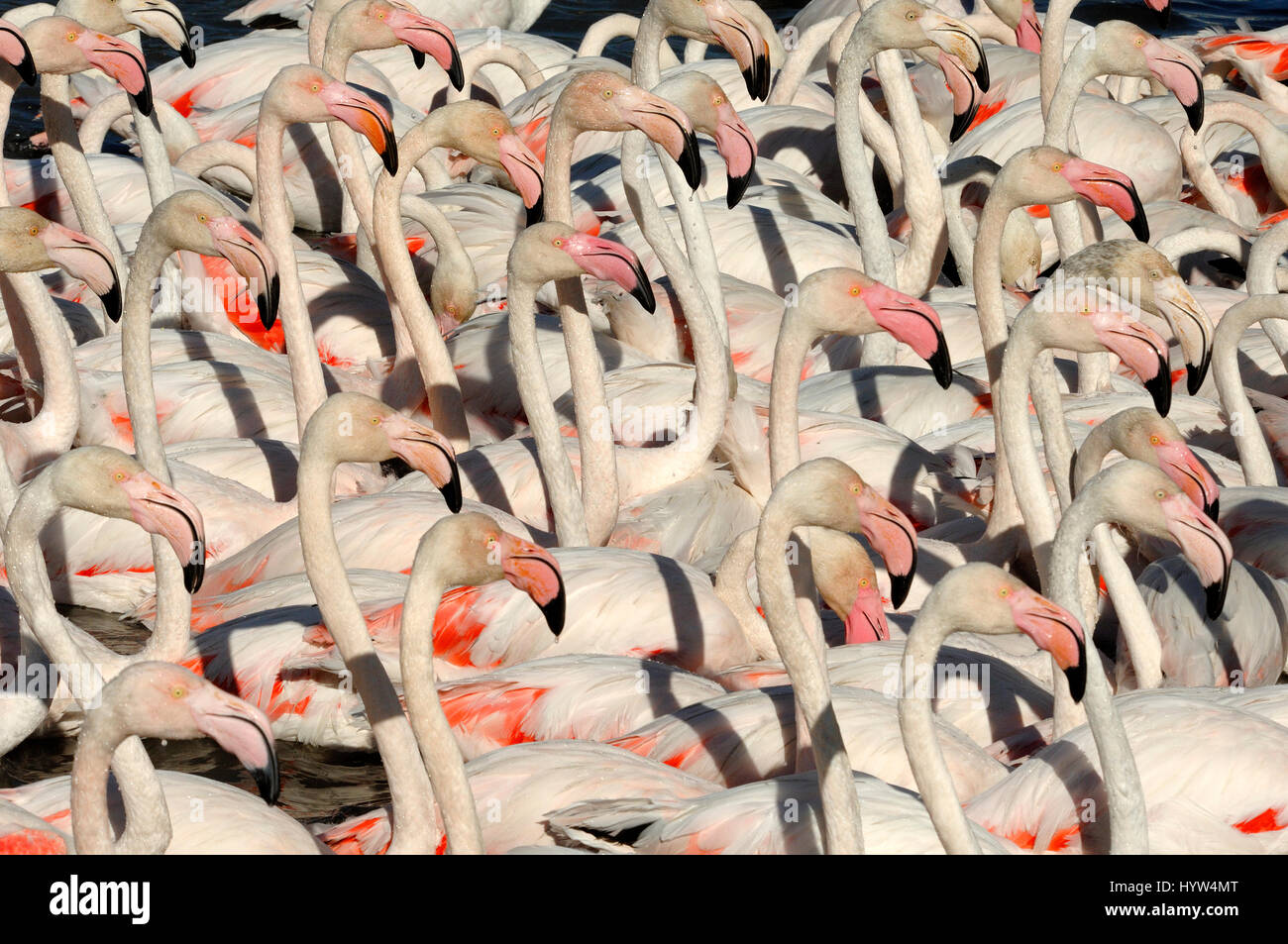 Flock of greater flamingos hi-res stock photography and images - Alamy
