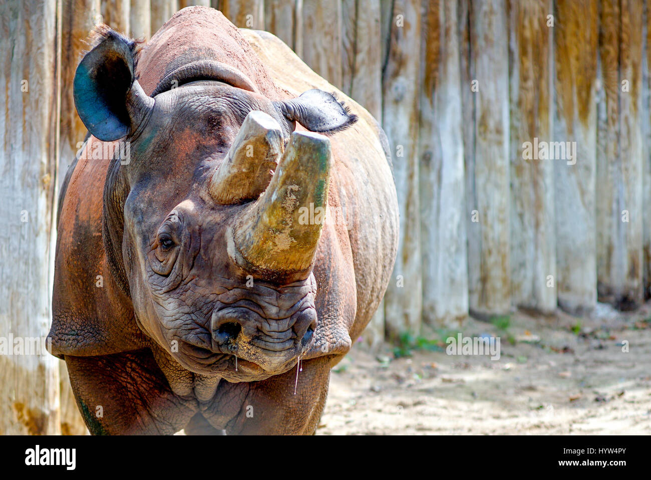 Rhino in the arena Stock Photo - Alamy