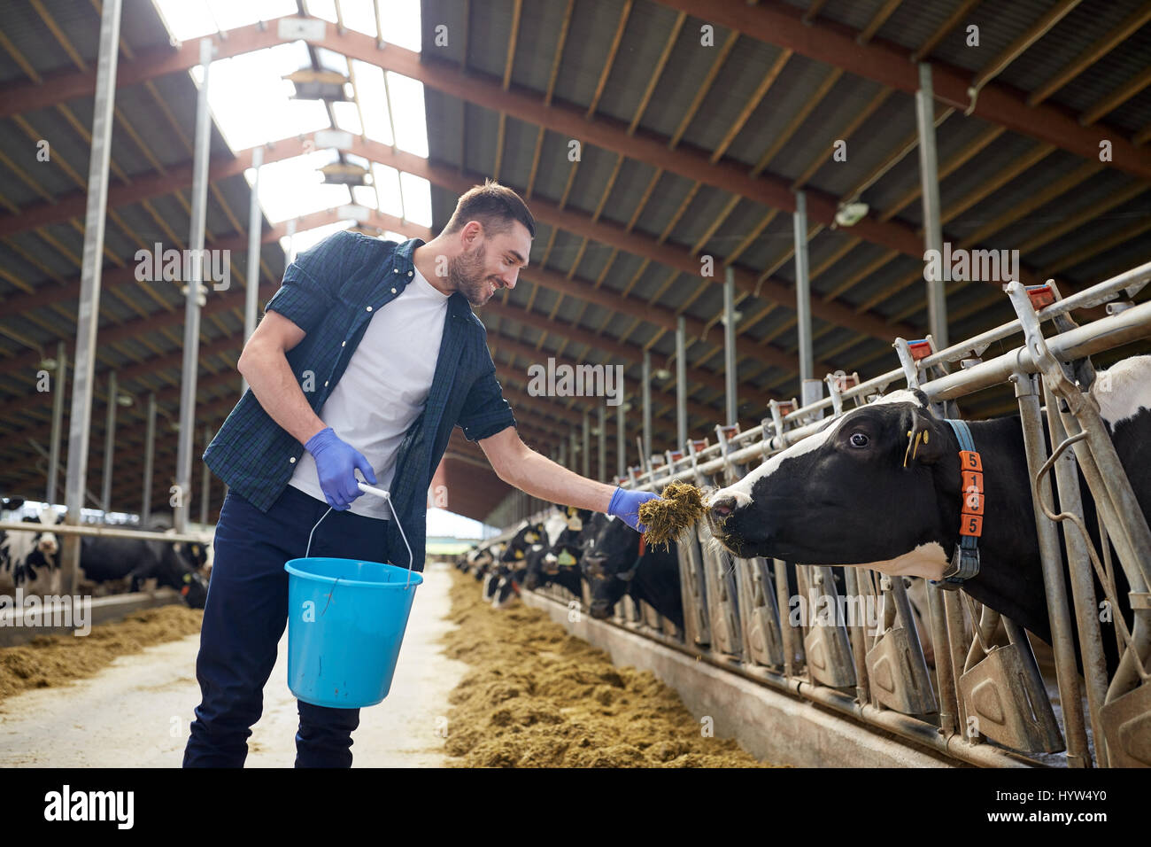 Man feeding food cow hi-res stock photography and images - Alamy