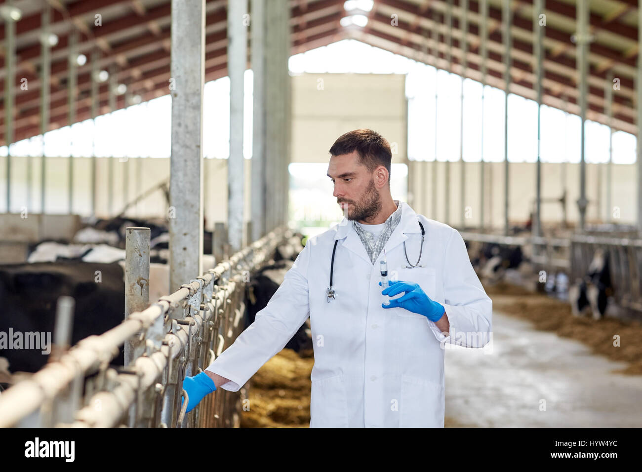 Cow injection medicine hi-res stock photography and images - Alamy