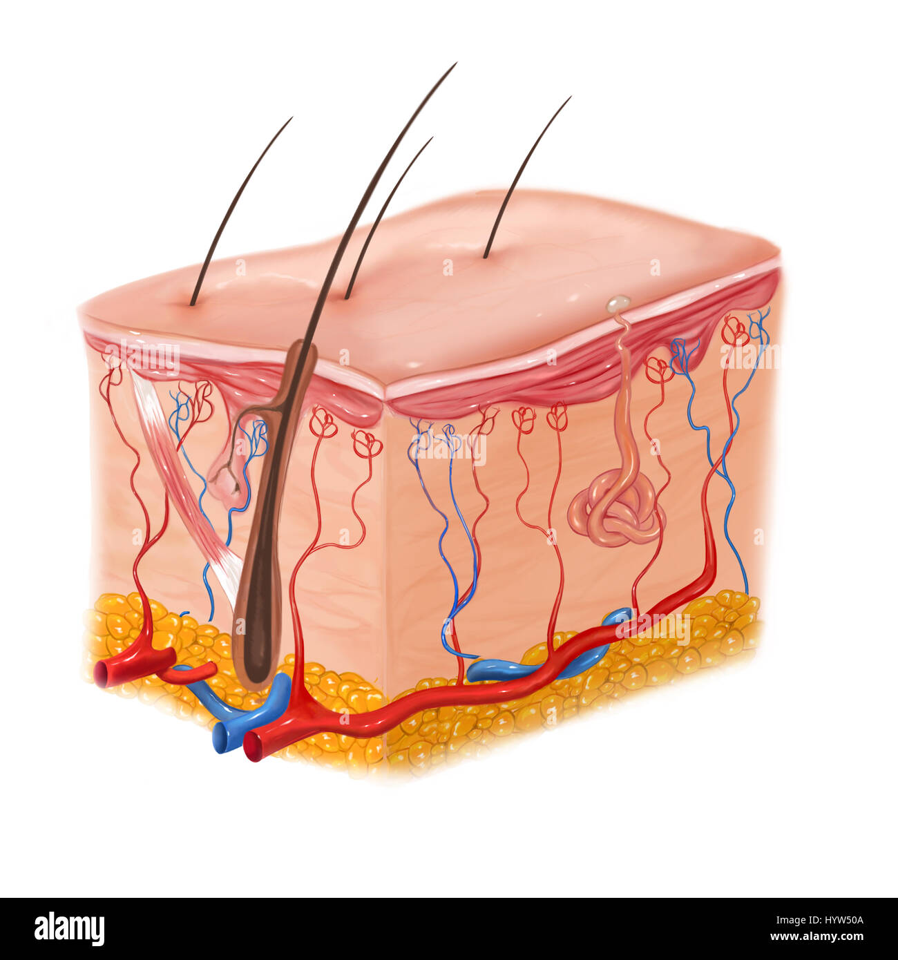 Hair structure hi-res stock photography and images - Alamy