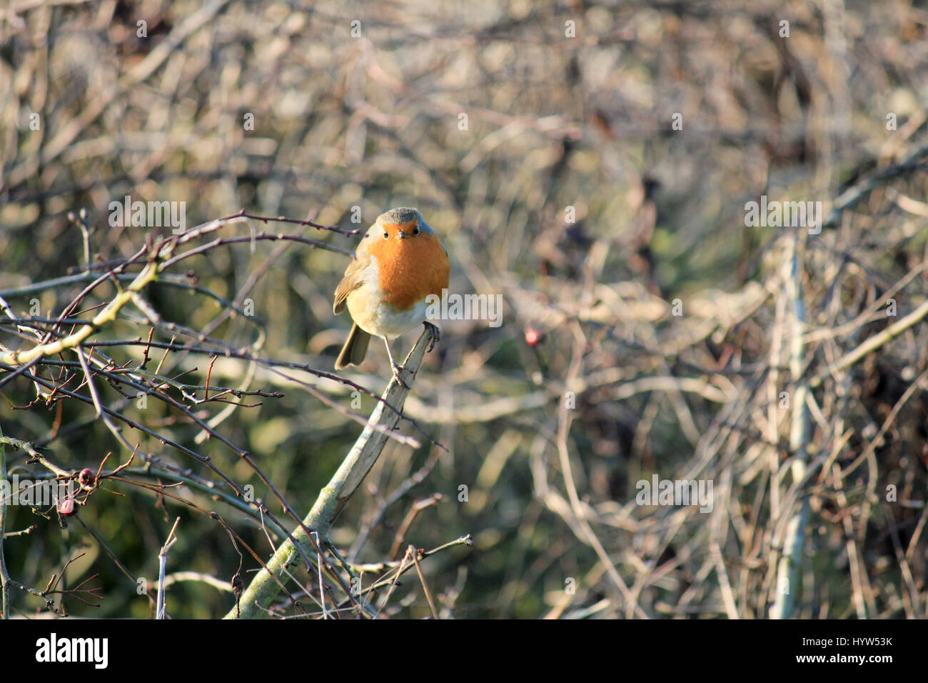 European robin redbreast Stock Photo - Alamy