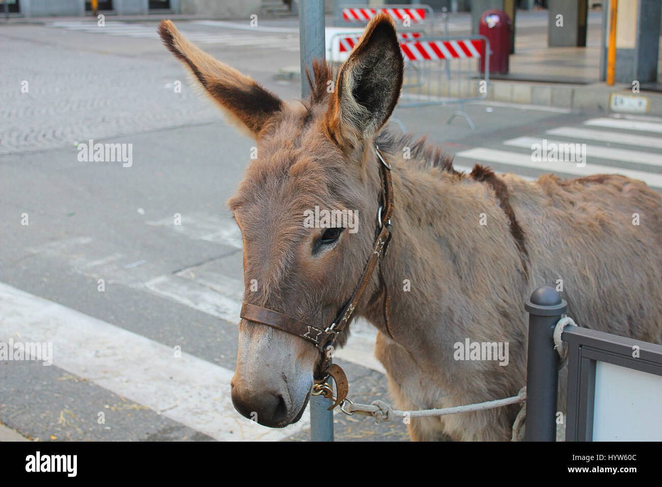 a donkey in the street Stock Photo - Alamy