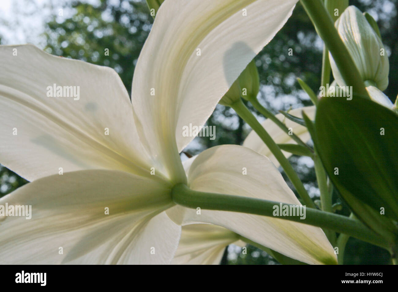 White lily in full hi-res stock photography and images - Alamy