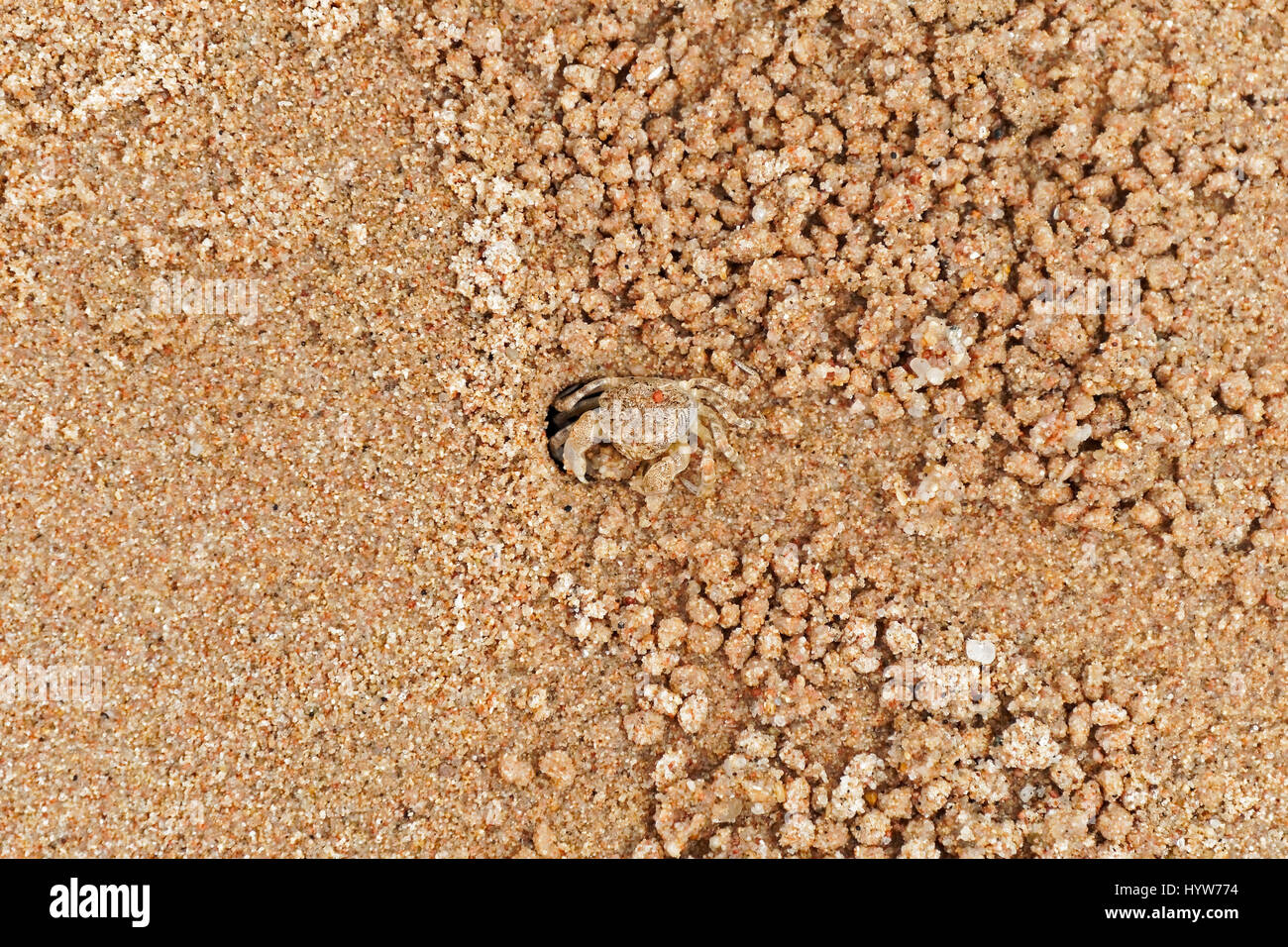 Burrowing marine animals hi-res stock photography and images - Alamy