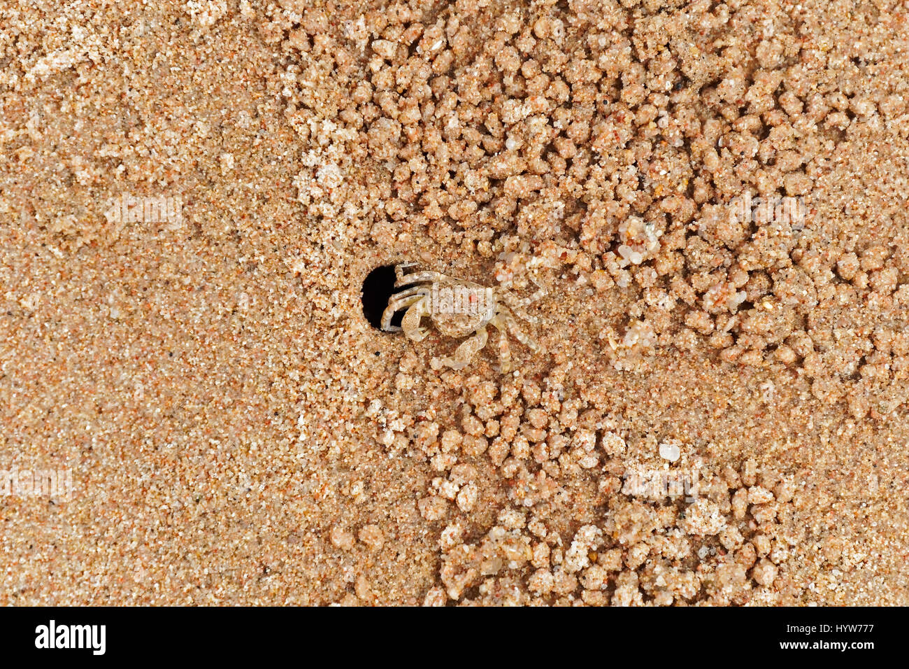Sand Bubbler crab out of its burrow Stock Photo - Alamy