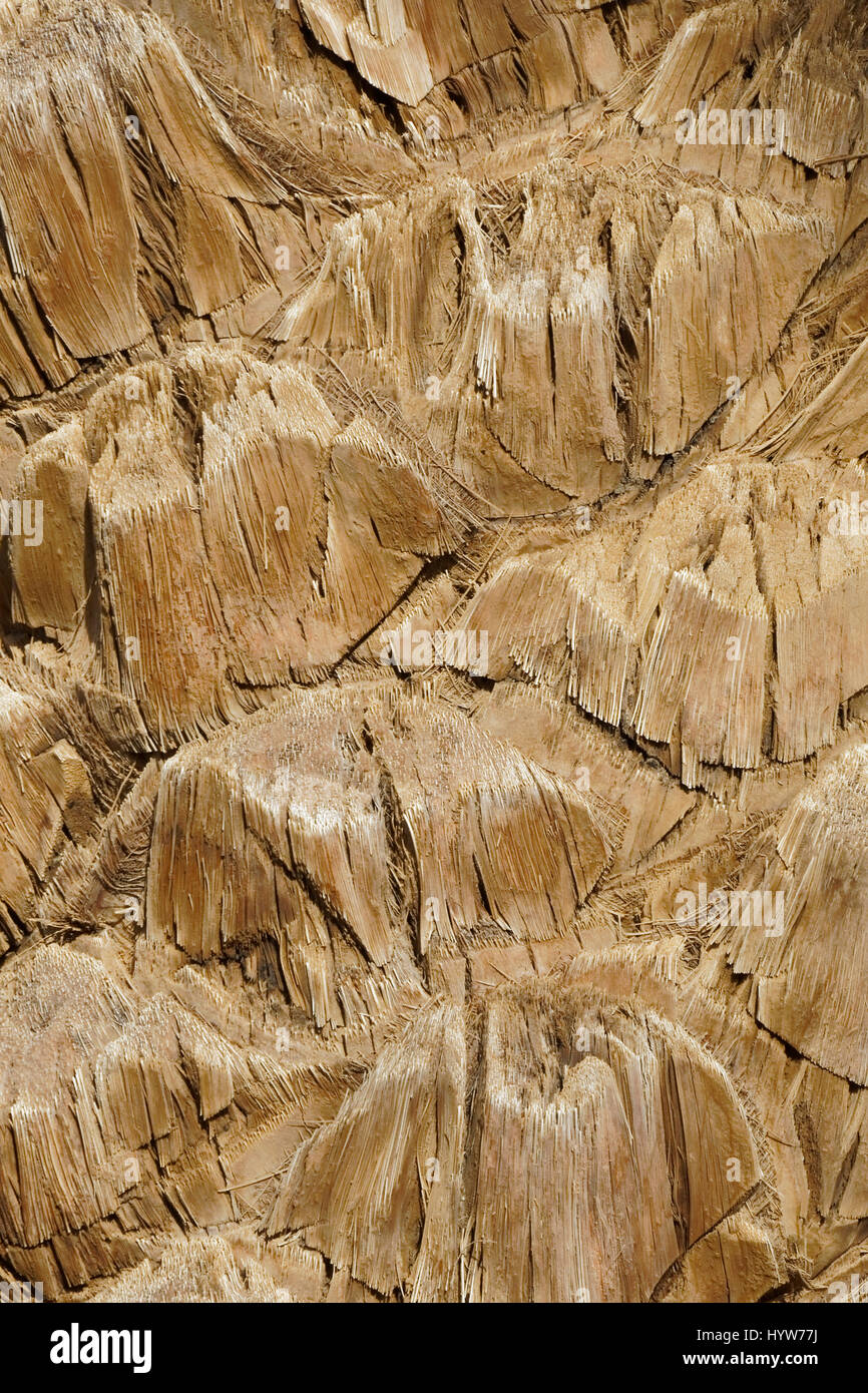 Palm Tree Bark High Resolution Stock Photography and Images - Alamy