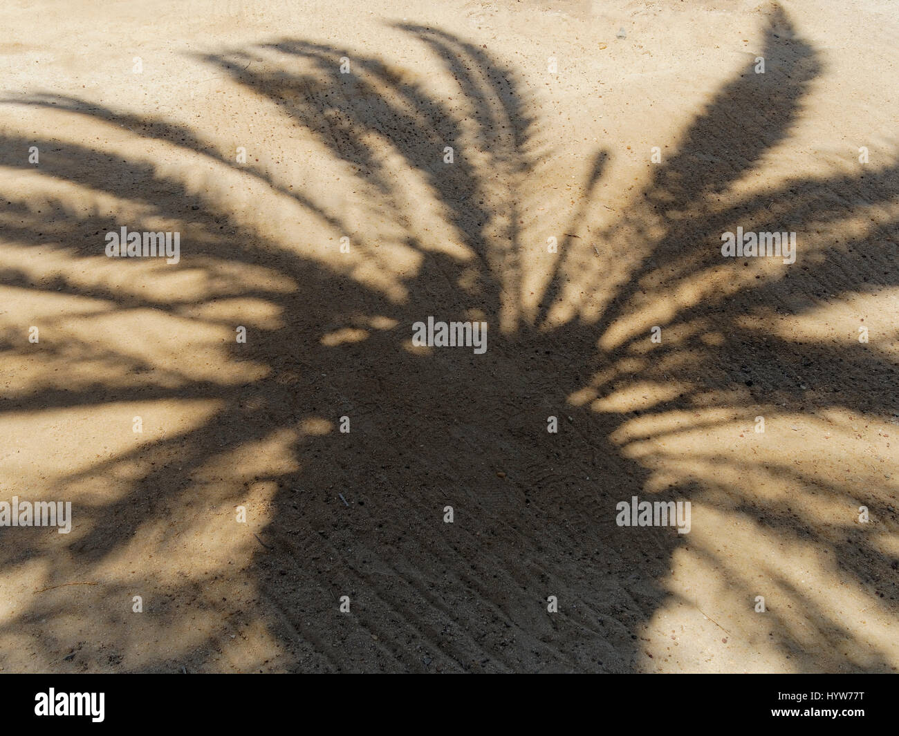 Dark shadow of Palm tree fronds on the sand Stock Photo - Alamy