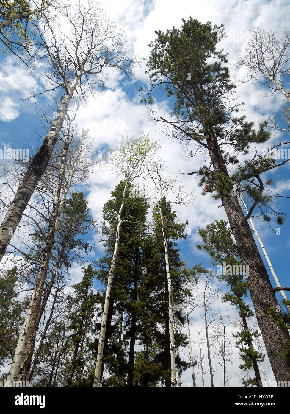 Trees from below Stock Photo - Alamy