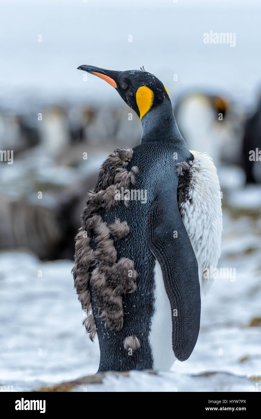 Emperor Penguin Chick Moulting