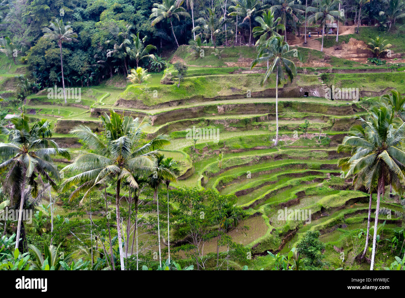 alm Trees Growing By Rice Terrace Fields Stock Photo - Alamy