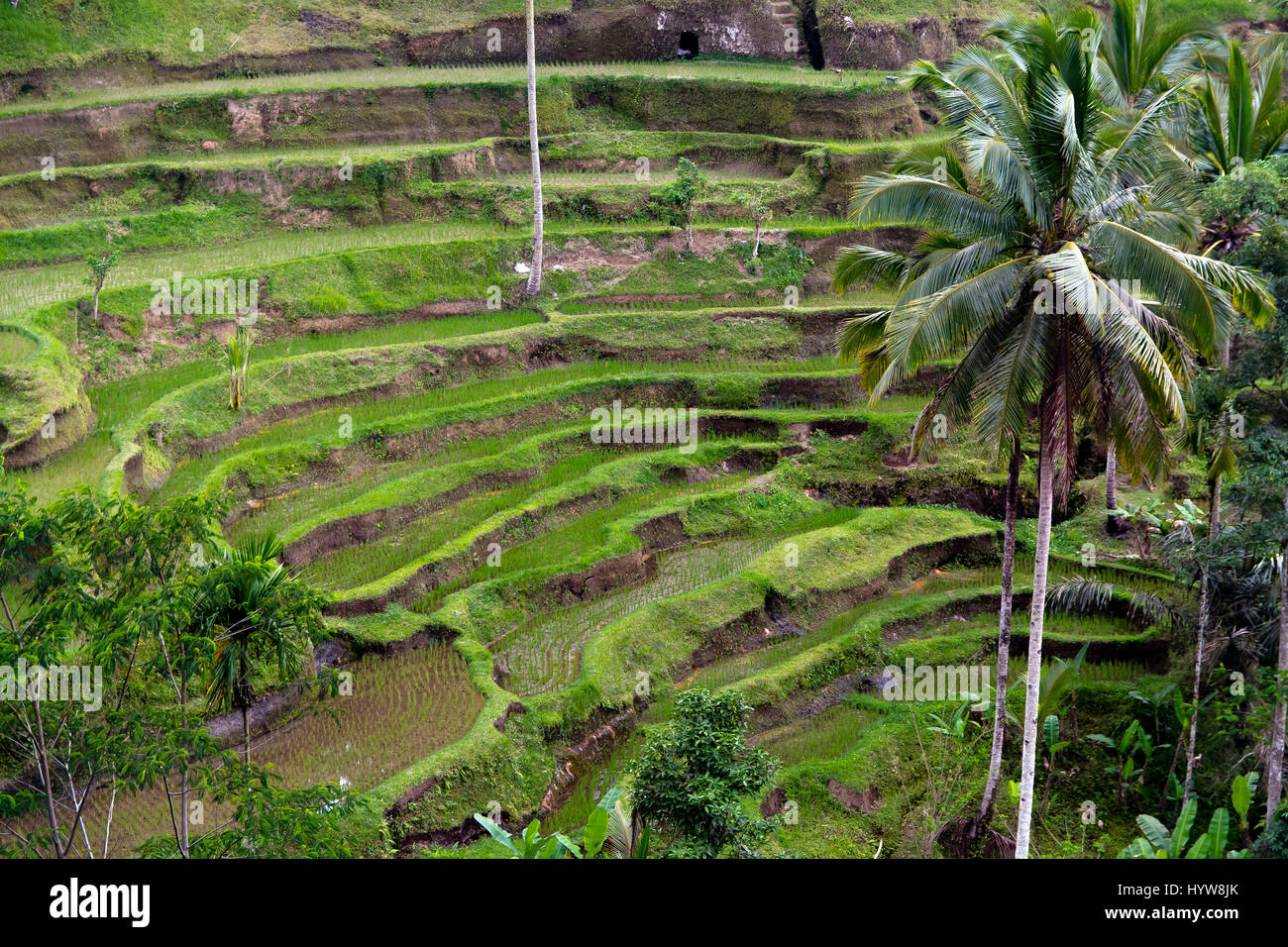 alm Trees Growing By Rice Terrace Fields Stock Photo - Alamy