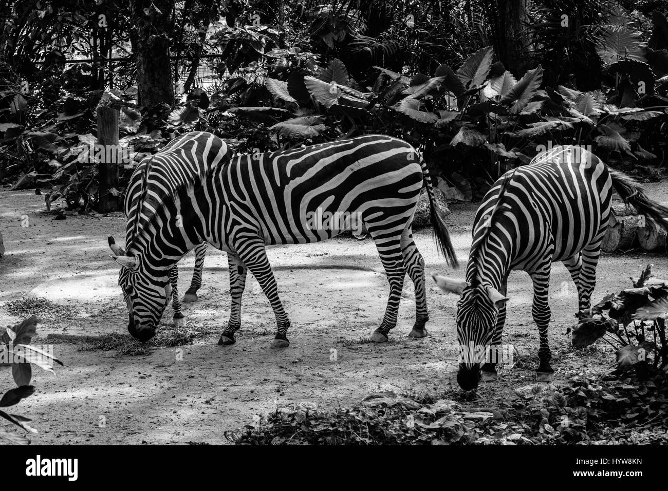 Zebra side view Black and White Stock Photos & Images - Alamy