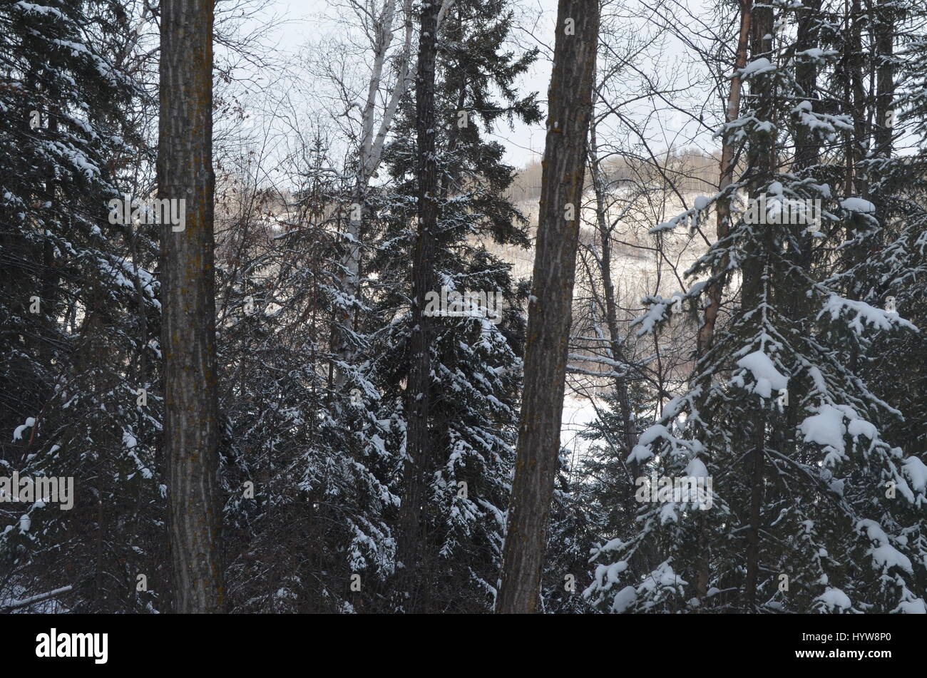 Green pine trees covered hi-res stock photography and images - Alamy
