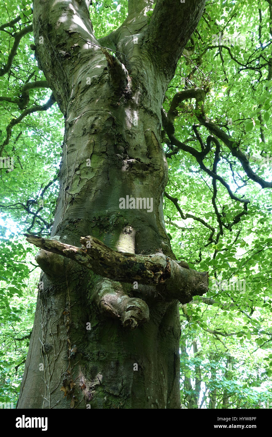 Interesting tree - hugging nature Stock Photo - Alamy