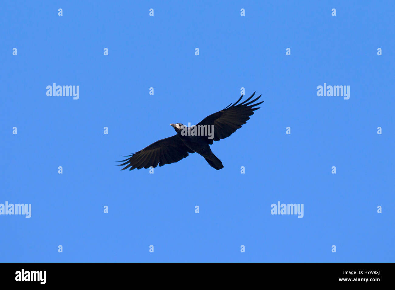 Flying rooks hi-res stock photography and images - Alamy