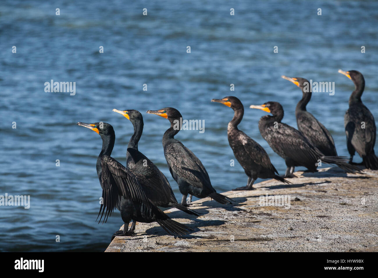 Florida cormorants hi-res stock photography and images - Alamy