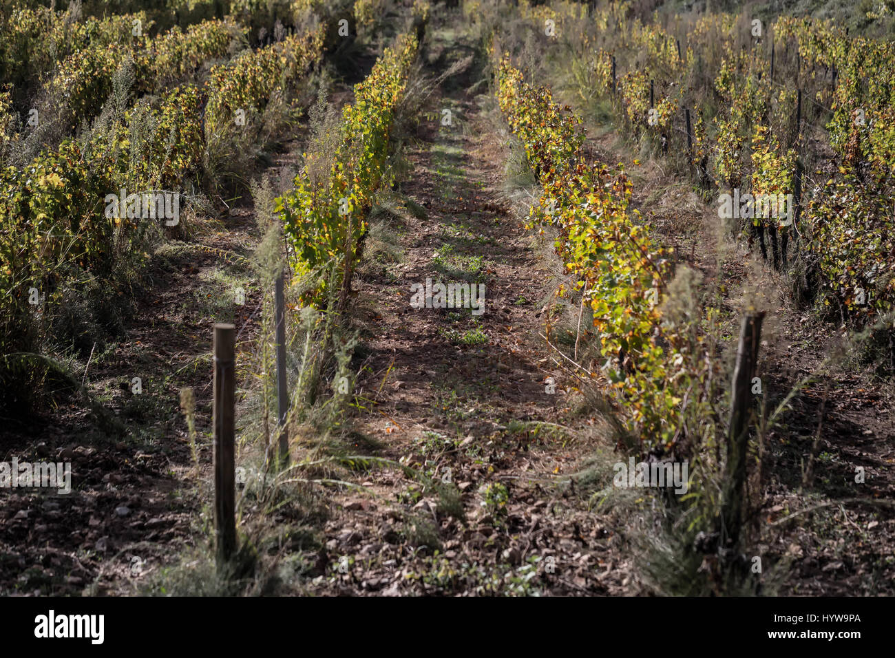 Close up view over vineyard in Provence Stock Photo - Alamy