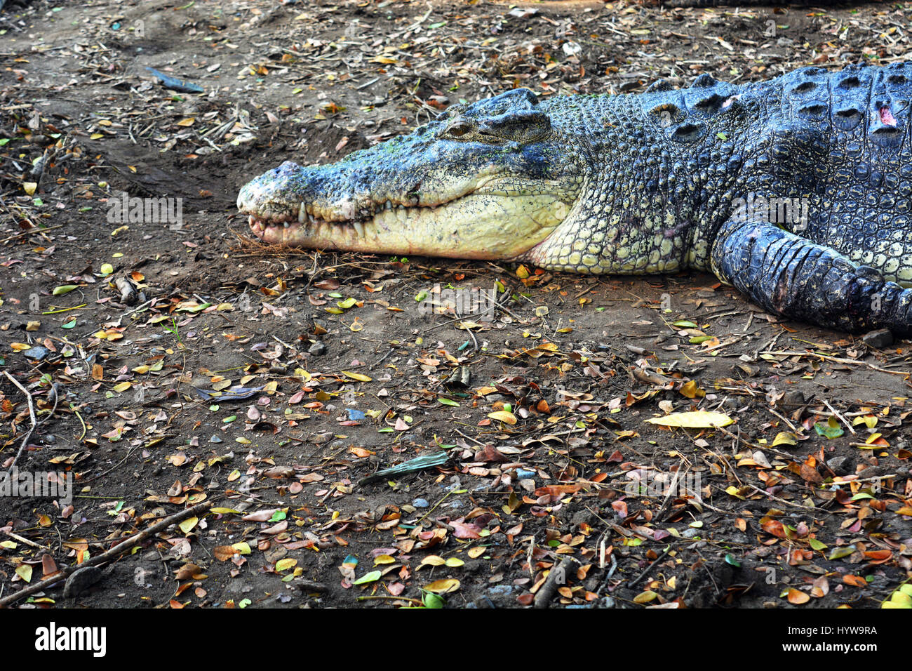 Sleeping crocodile hi-res stock photography and images - Alamy