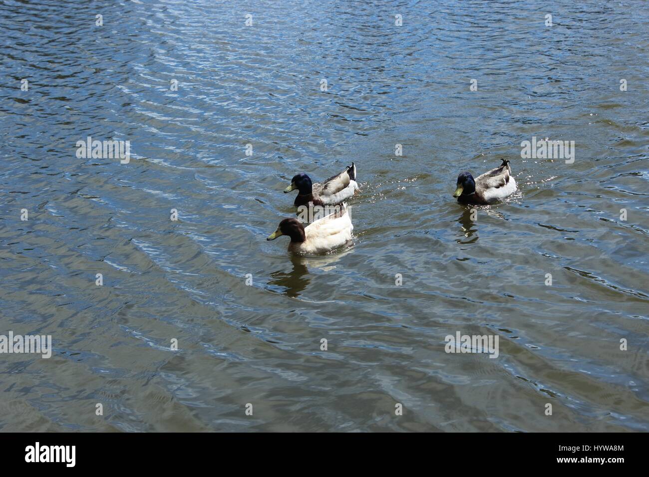 Moving ducks hi-res stock photography and images - Alamy