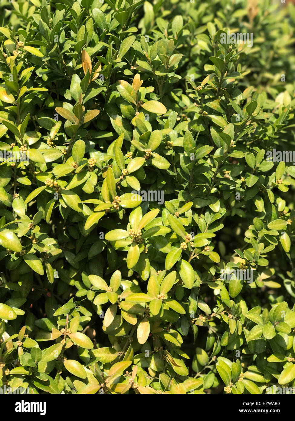 Green plants background with leaves in early spring Stock Photo - Alamy