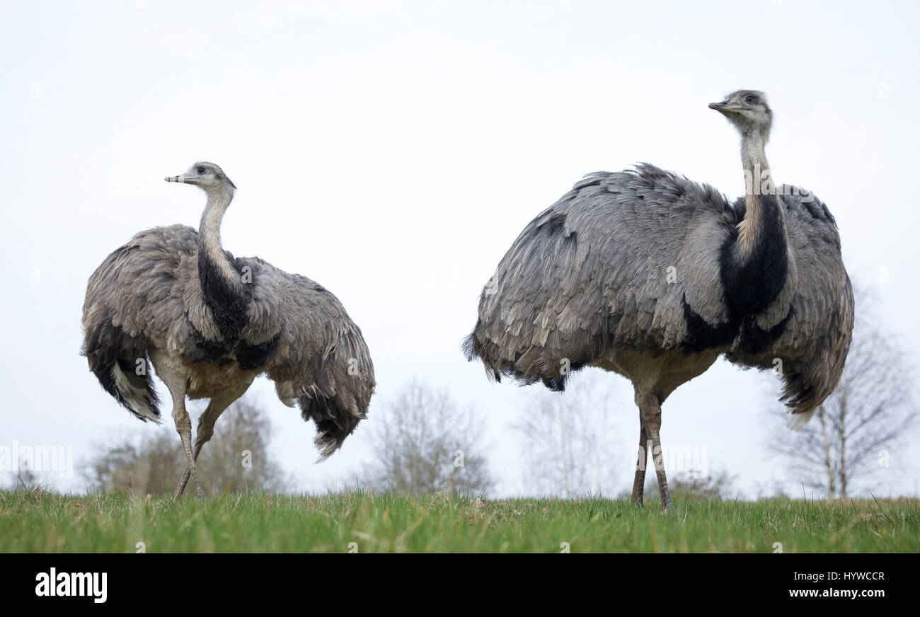 A pair of whild rheas can be seen on a field between Schlagsdorf and ...