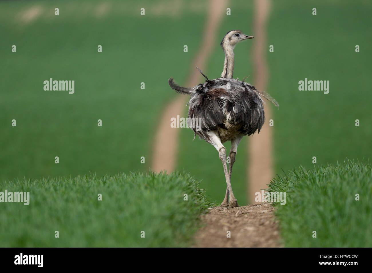 A wild rhea can be seen on a field between Schlagsdorf and Utecht ...