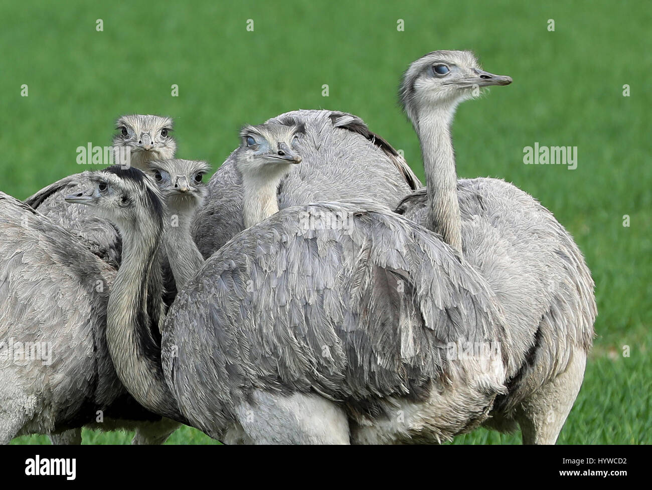 A group of wild rheas can be seen on a field between Schlagsdorf and ...