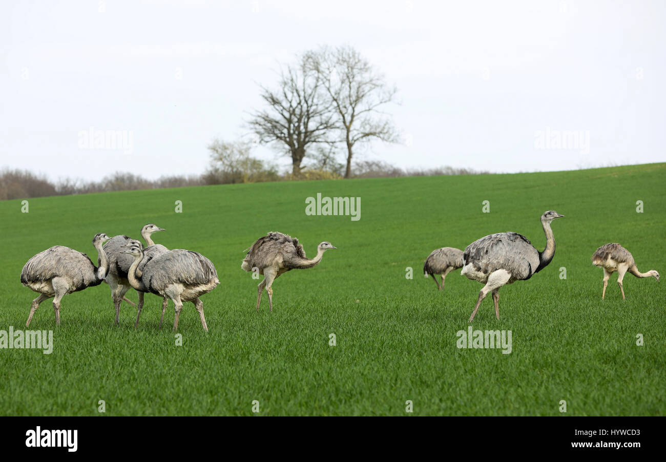A group of wild rheas can be seen on a field between Schlagsdorf and ...
