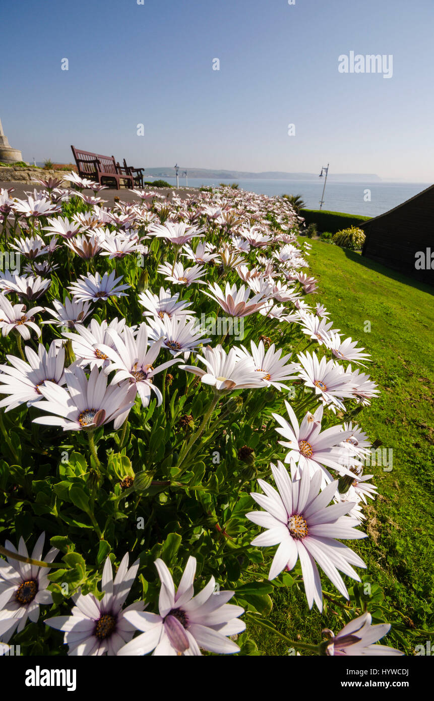 Weymouth, Dorset, UK. 7th Apr, 2017. UK Weather. Spring flowers in ...