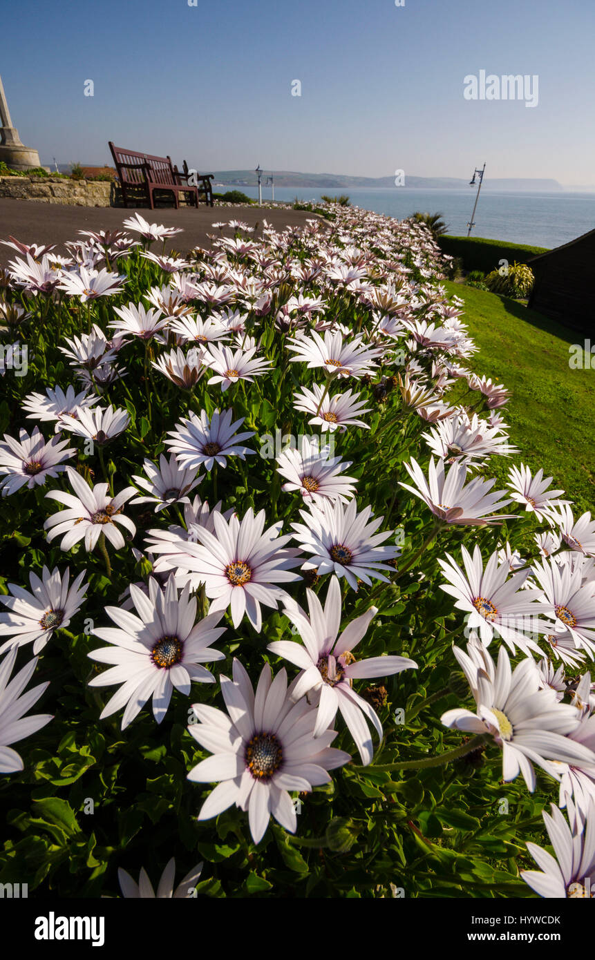 Weymouth, Dorset, UK. 7th Apr, 2017. UK Weather. Spring flowers in ...