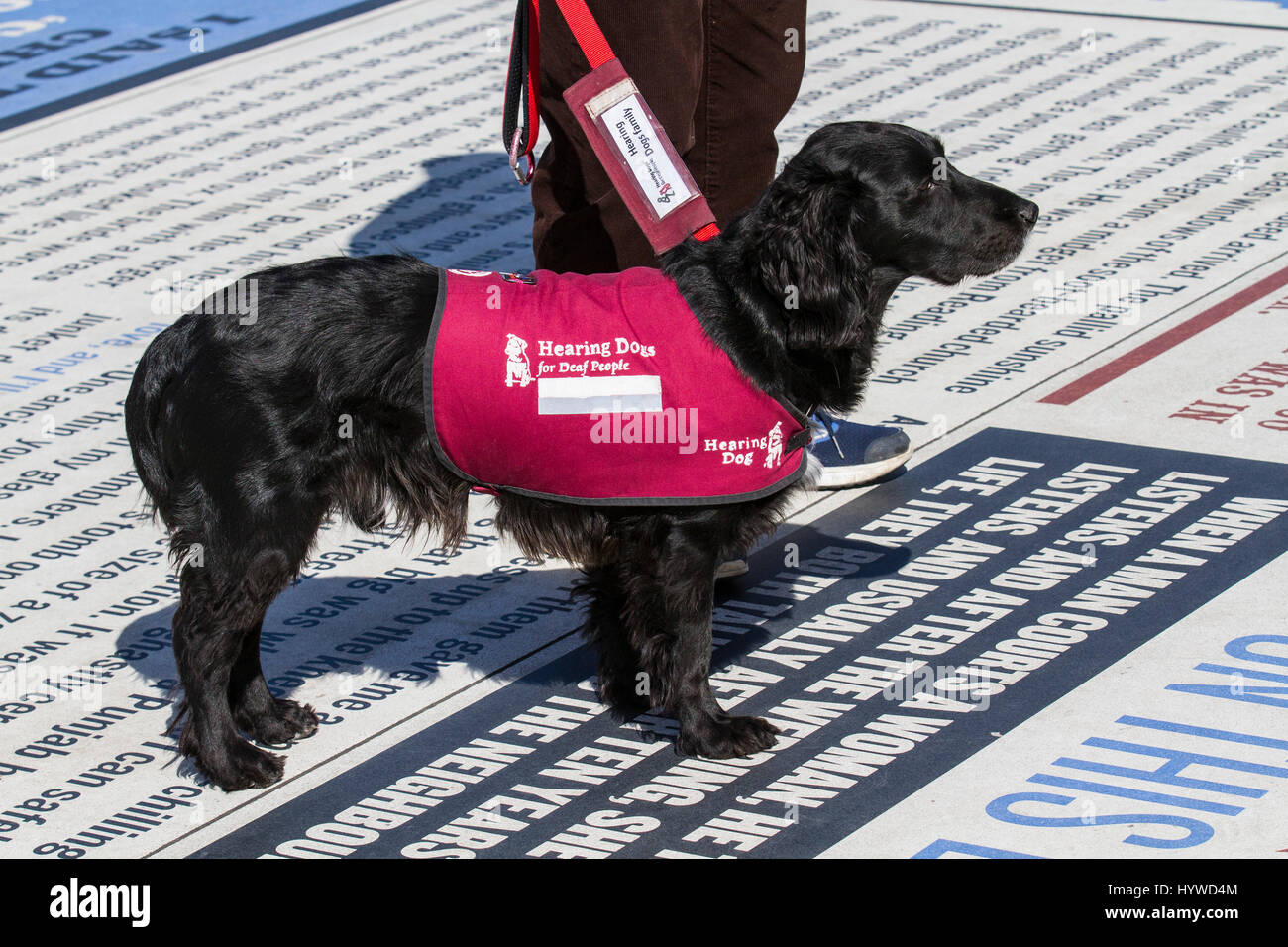 Hearing Dogs For Deaf People Stock Photos & Hearing Dogs For Deaf ...