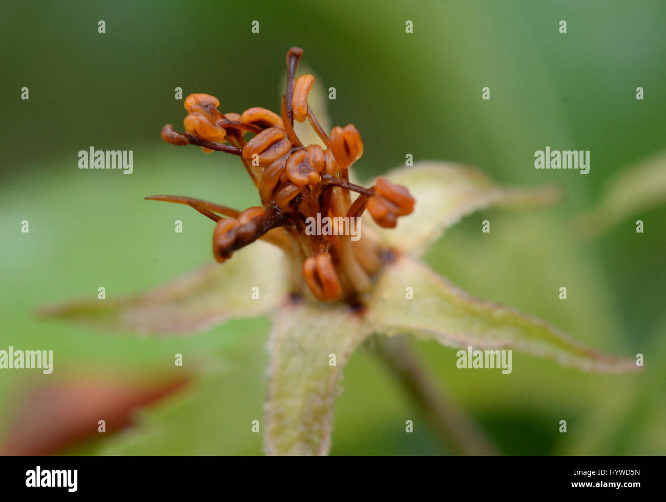 A frozen apple blossom can be seen on an apple tree in Endingen ...