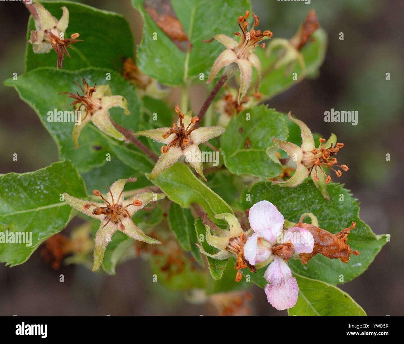 A frozen apple blossom can be seen on an apple tree in Endingen ...