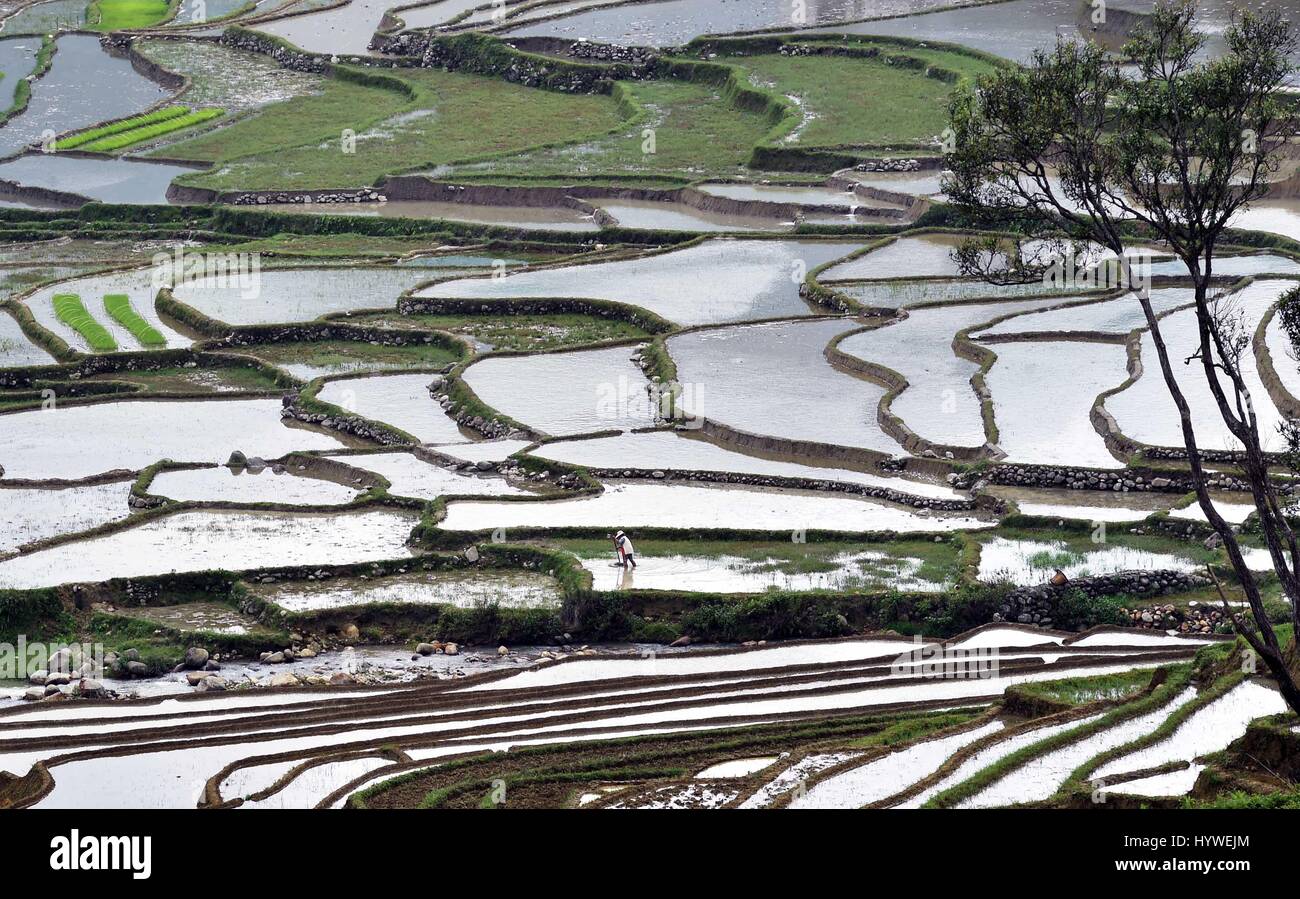 Jinping, China's Yunnan Province. 26th Apr, 2017. Terraced fields are ...
