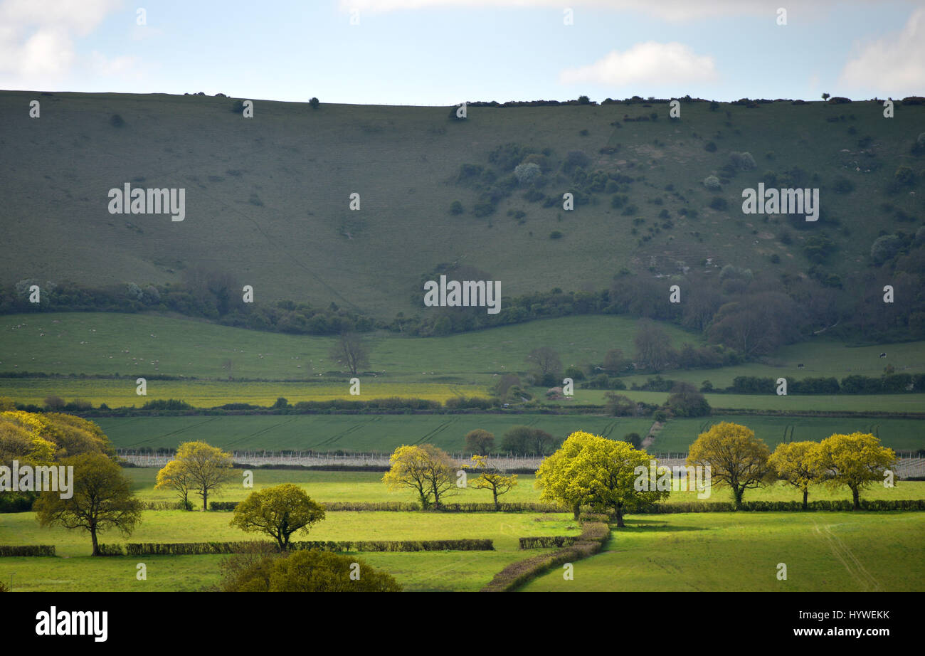 Ditchling, East Sussex. 26th April 2017. Vibrant spring colours ...