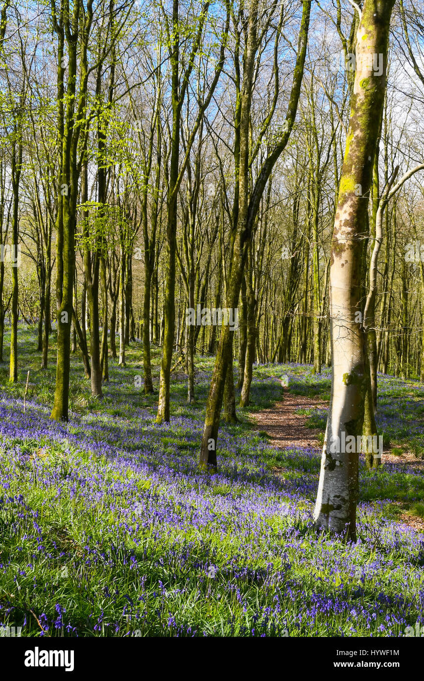 Hooke park dorset hi-res stock photography and images - Alamy